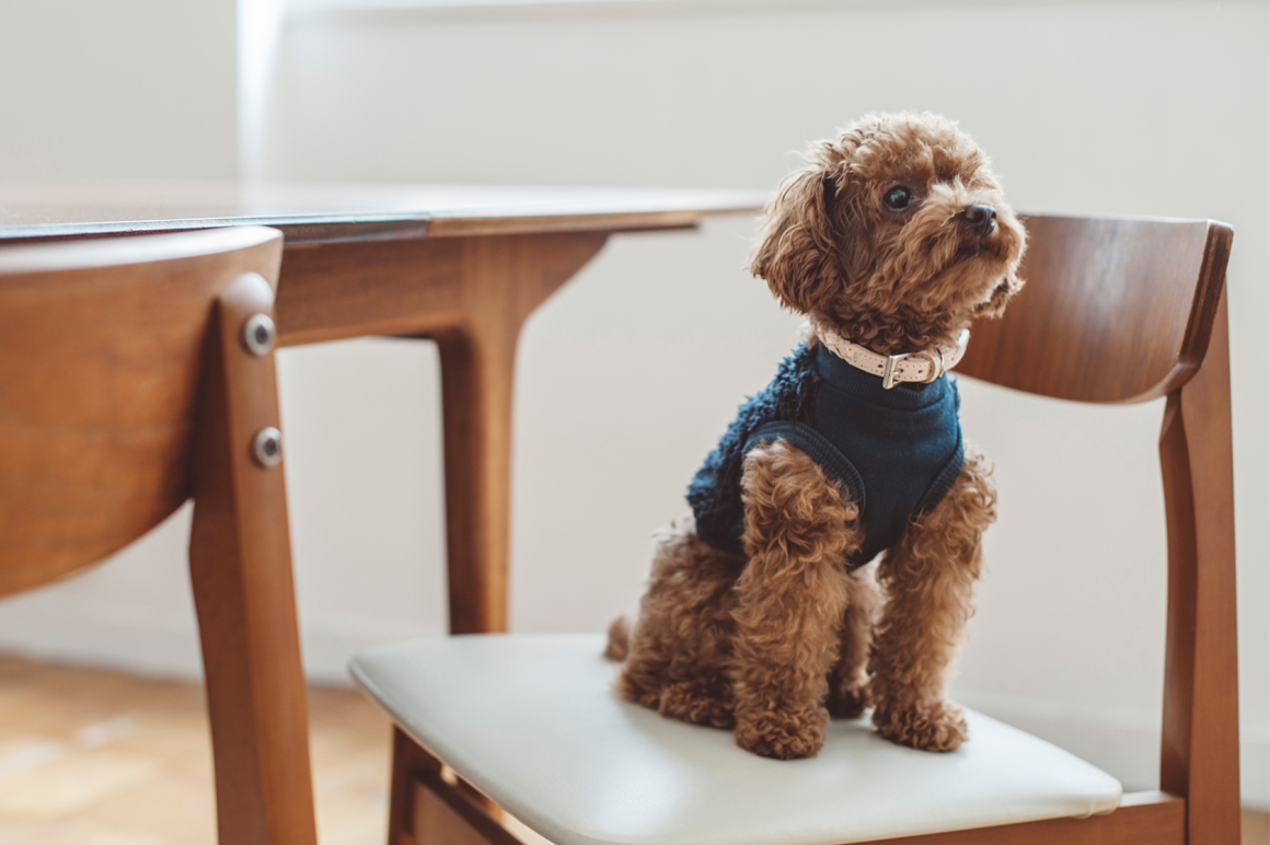 50m Sprint(Poodle) | BLOG | フリーステッチ free stitch
