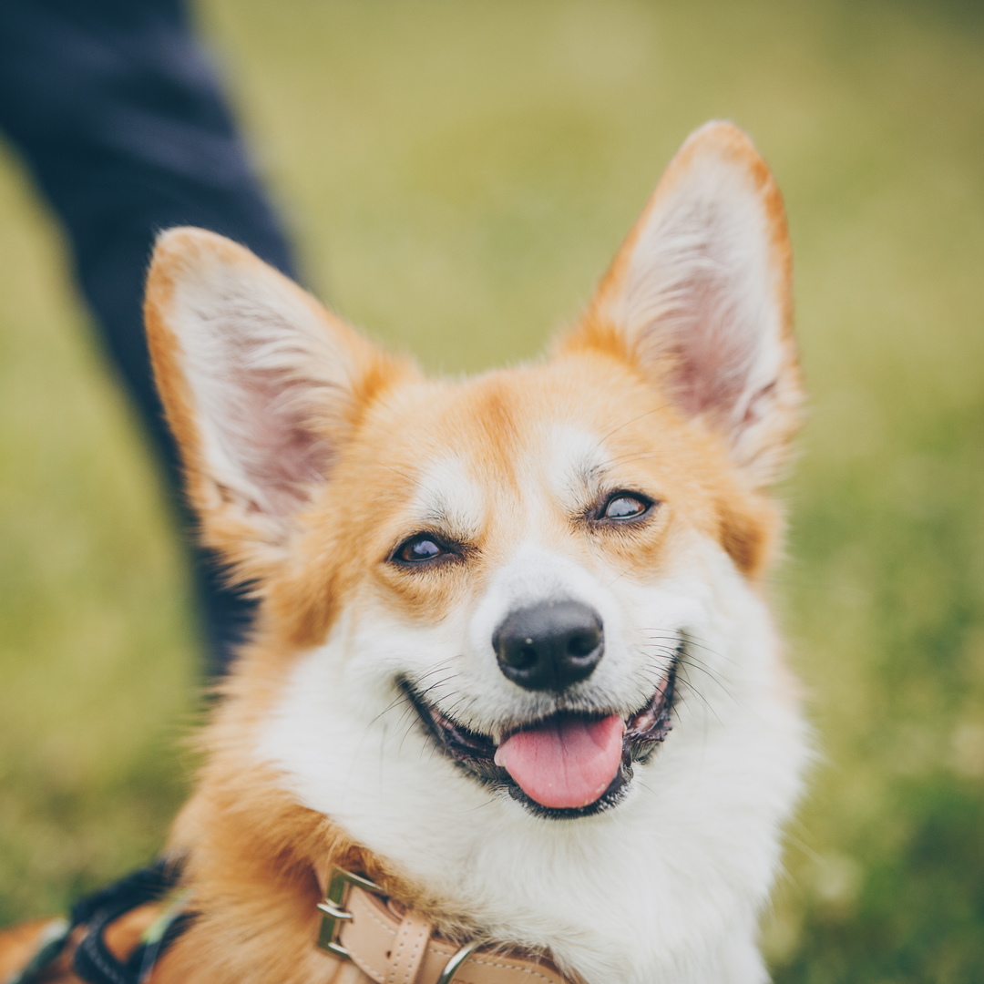 Corgi Festival 2024 | meetup | フリーステッチ free stitch